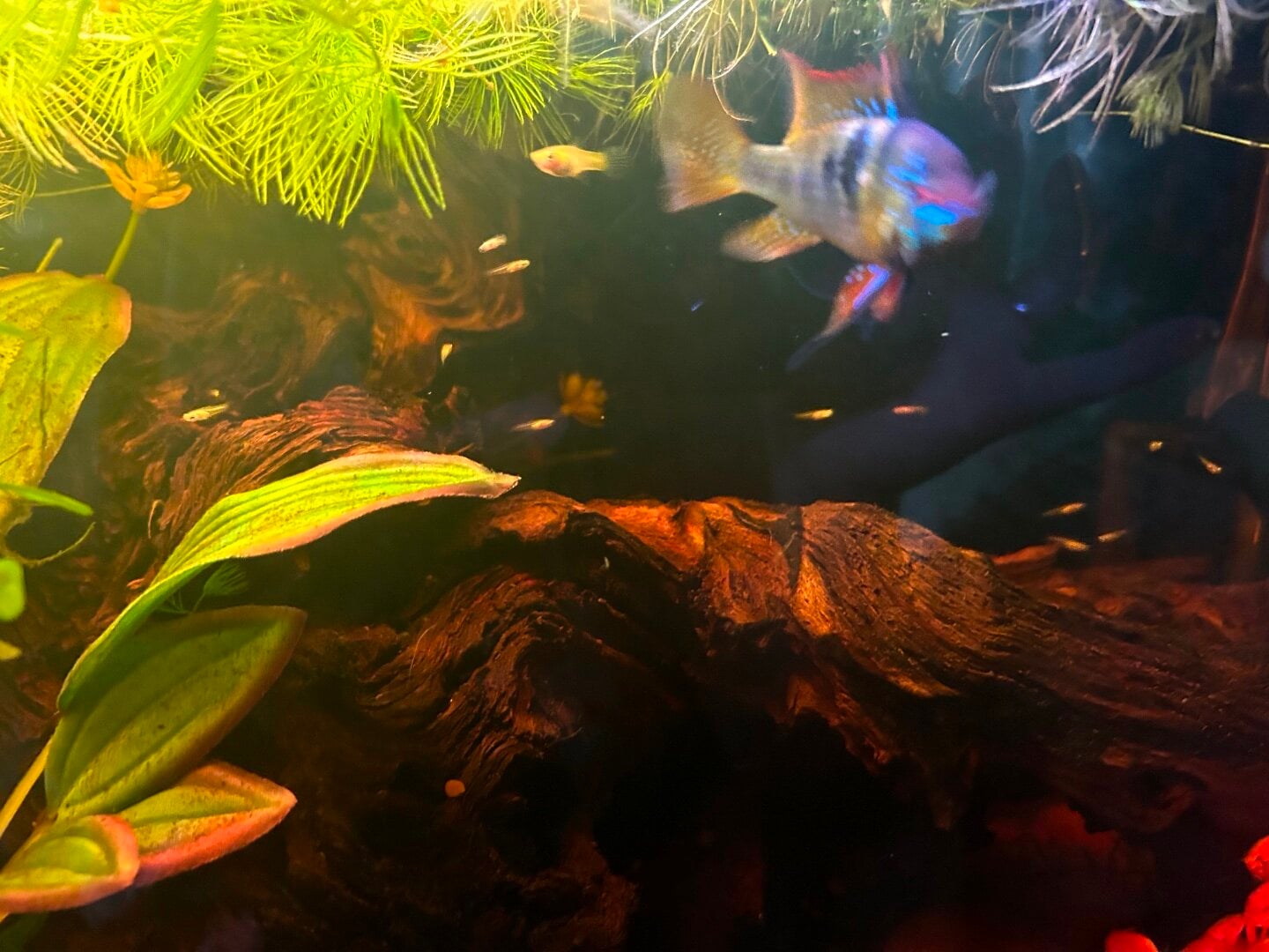 German Blue Ram won’t eat - Diseases - Aquarium Co-Op Forum