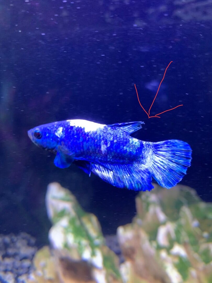 Fin Rot on Betta? - Diseases - Aquarium Co-Op Forum