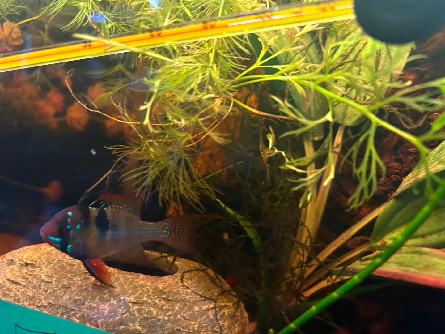 German Blue Ram won’t eat - Diseases - Aquarium Co-Op Forum