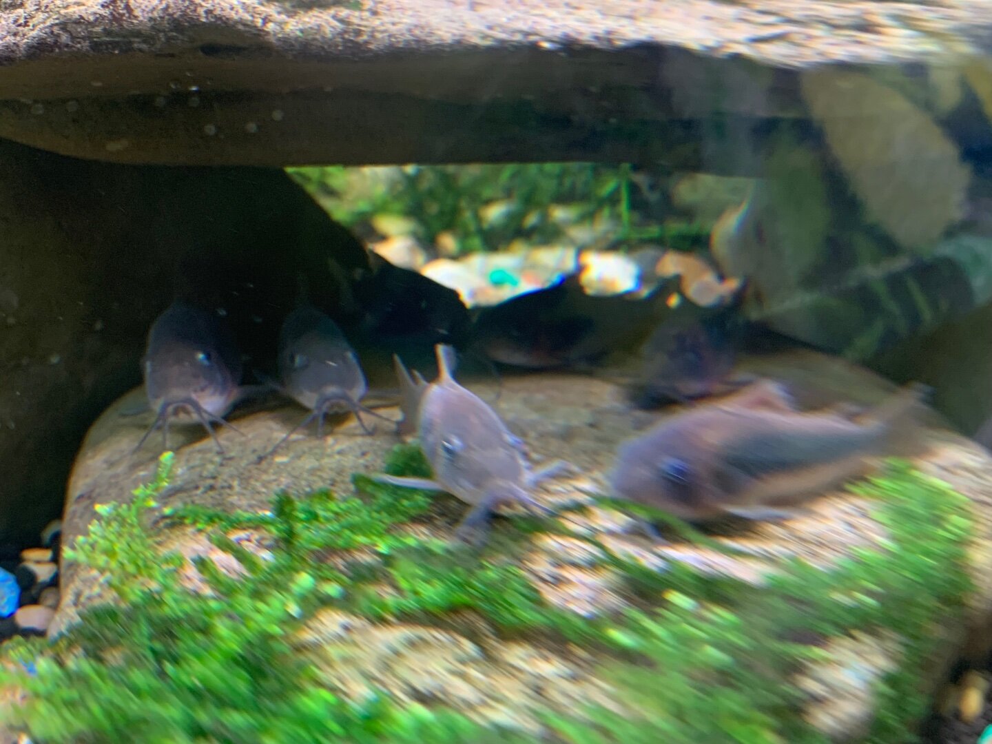 Living The tough Cory Life - Photos, Videos & Journals - Aquarium Co-Op ...