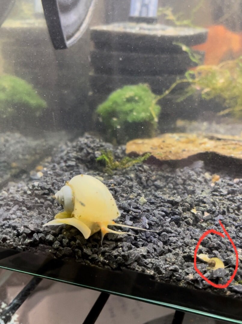 Found a Big Mystery Snail Clutch This Morning - Page 2 - Fish Breeding ...
