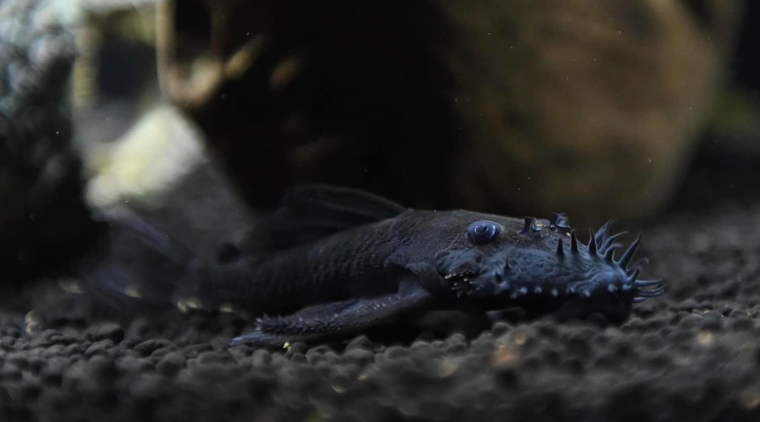 Medusa Ancistrus Plecos - Fish Breeding - Aquarium Co-Op Forum