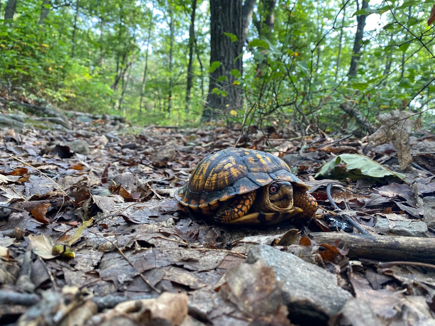 Nicaraguan Ornate Slider - General Chat - Aquarium Co-Op Forum