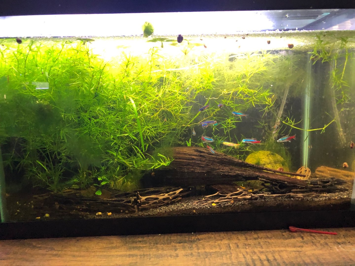The sad tank - General Chat - Aquarium Co-Op Forum