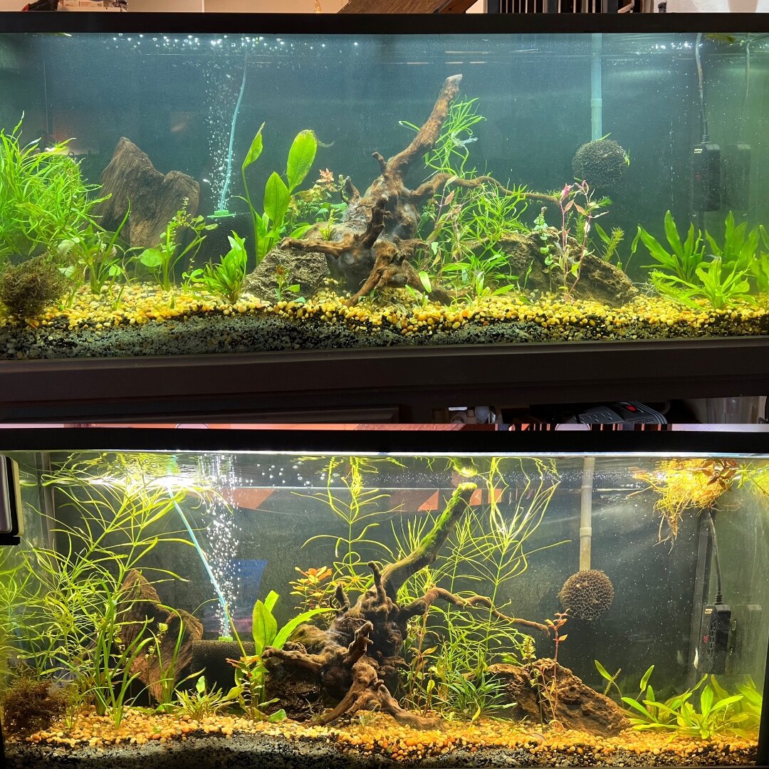 My ToN Tank is Finally Showing Growth! - Plants, Algae, and Fertilizers ...