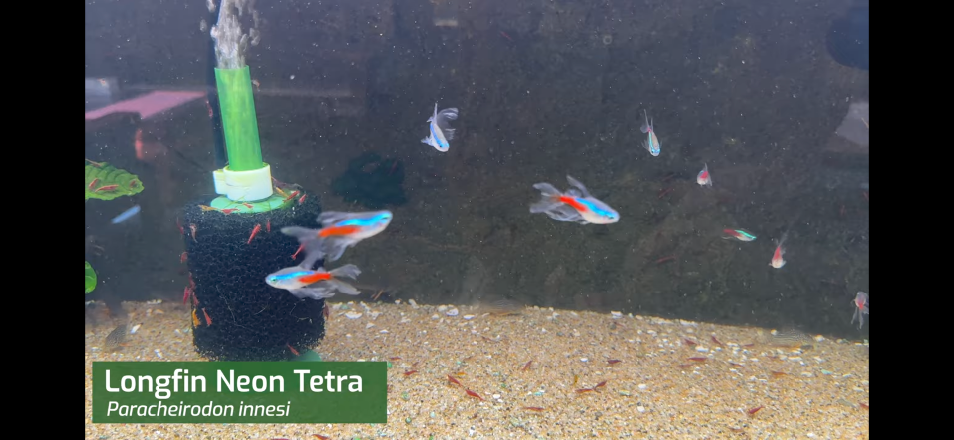 Longfin Neon Tetras Availability - General Chat - Aquarium Co-Op Forum