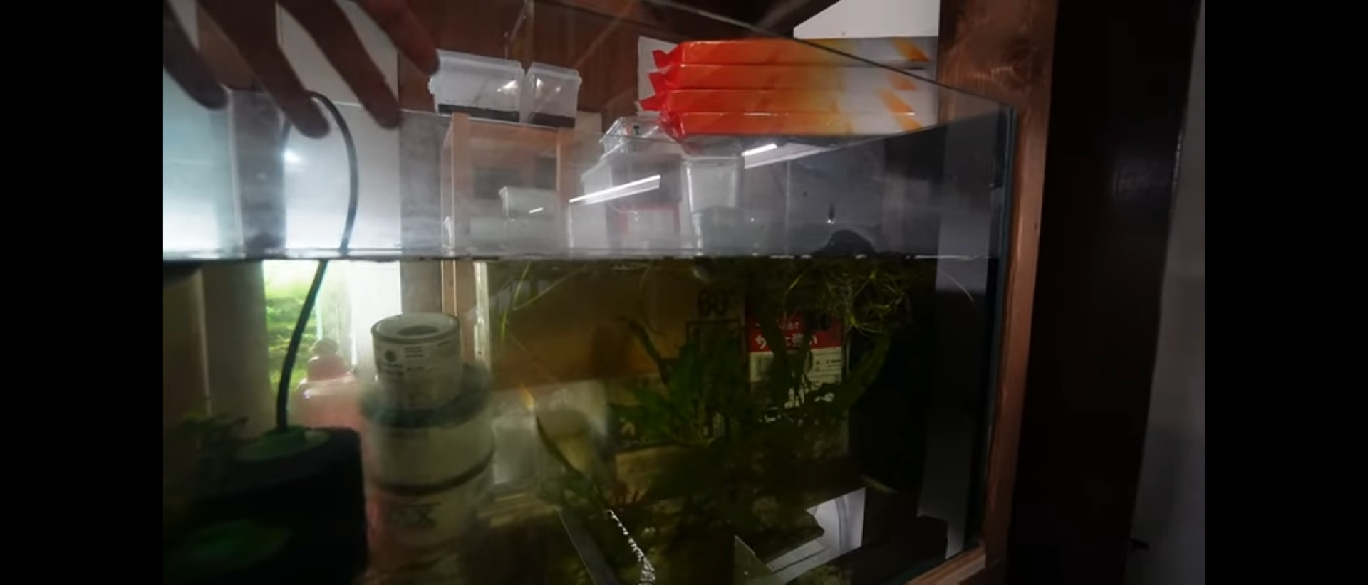 The sad tank - General Chat - Aquarium Co-Op Forum