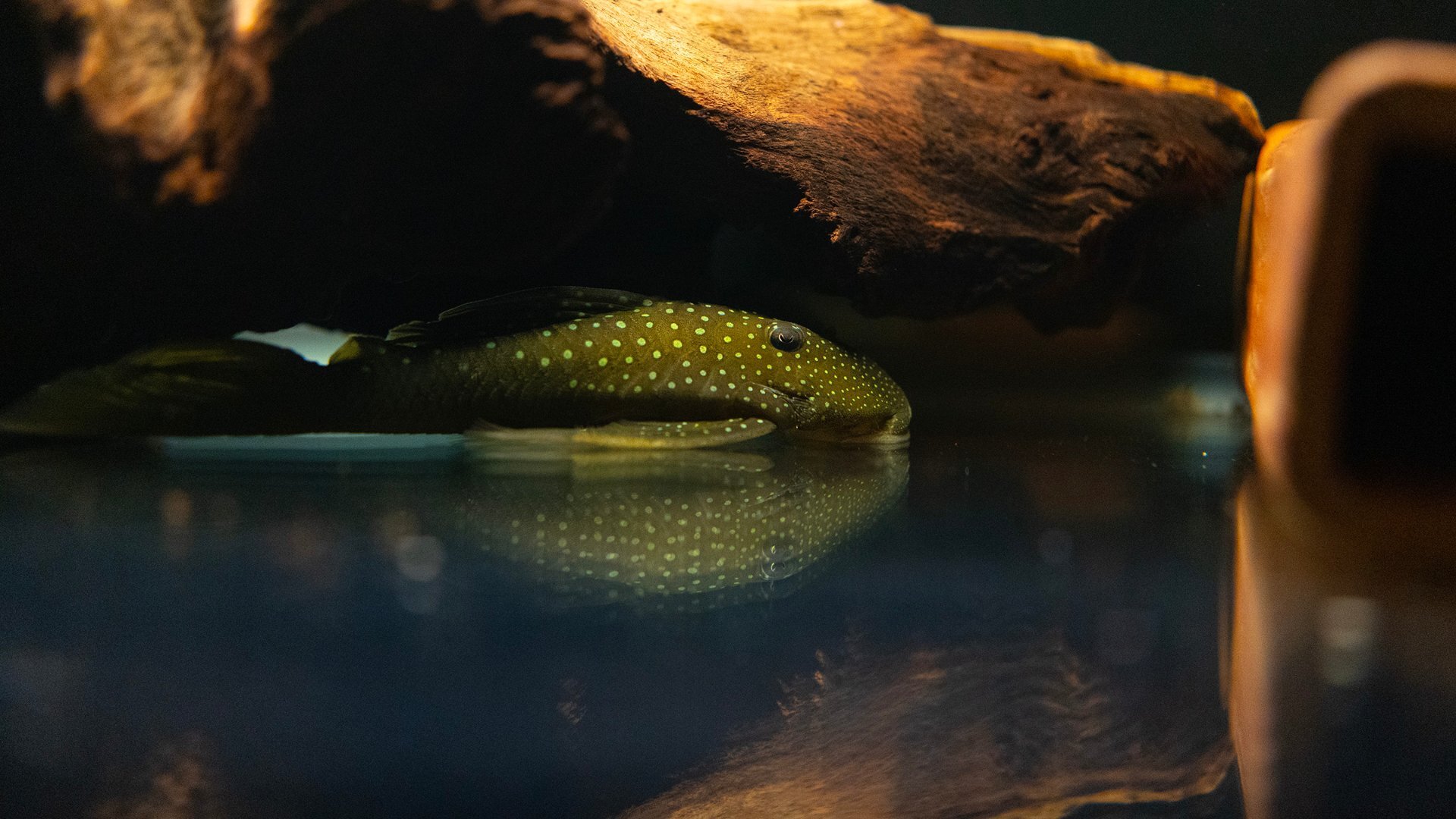 WTS: Fancy Plecos for Sale This Weekend - Fish Swap - Buy/Sell/Trade ...
