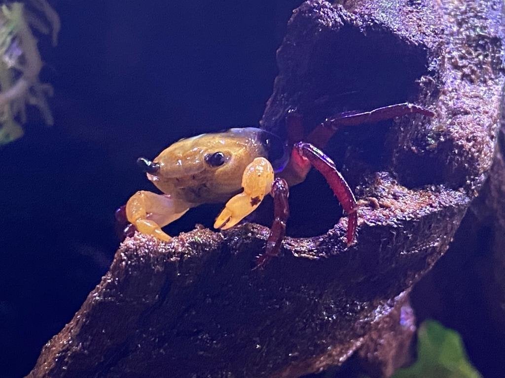 Vampire Crabs, please share your knowledge and experience! - General ...