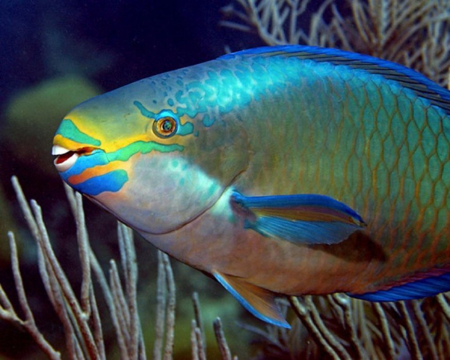 What are your bucket list fish? - General Chat - Aquarium Co-Op Forum