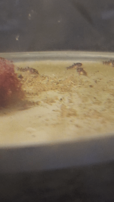 Sterbai Cory spawned - Fish Breeding - Aquarium Co-Op Forum