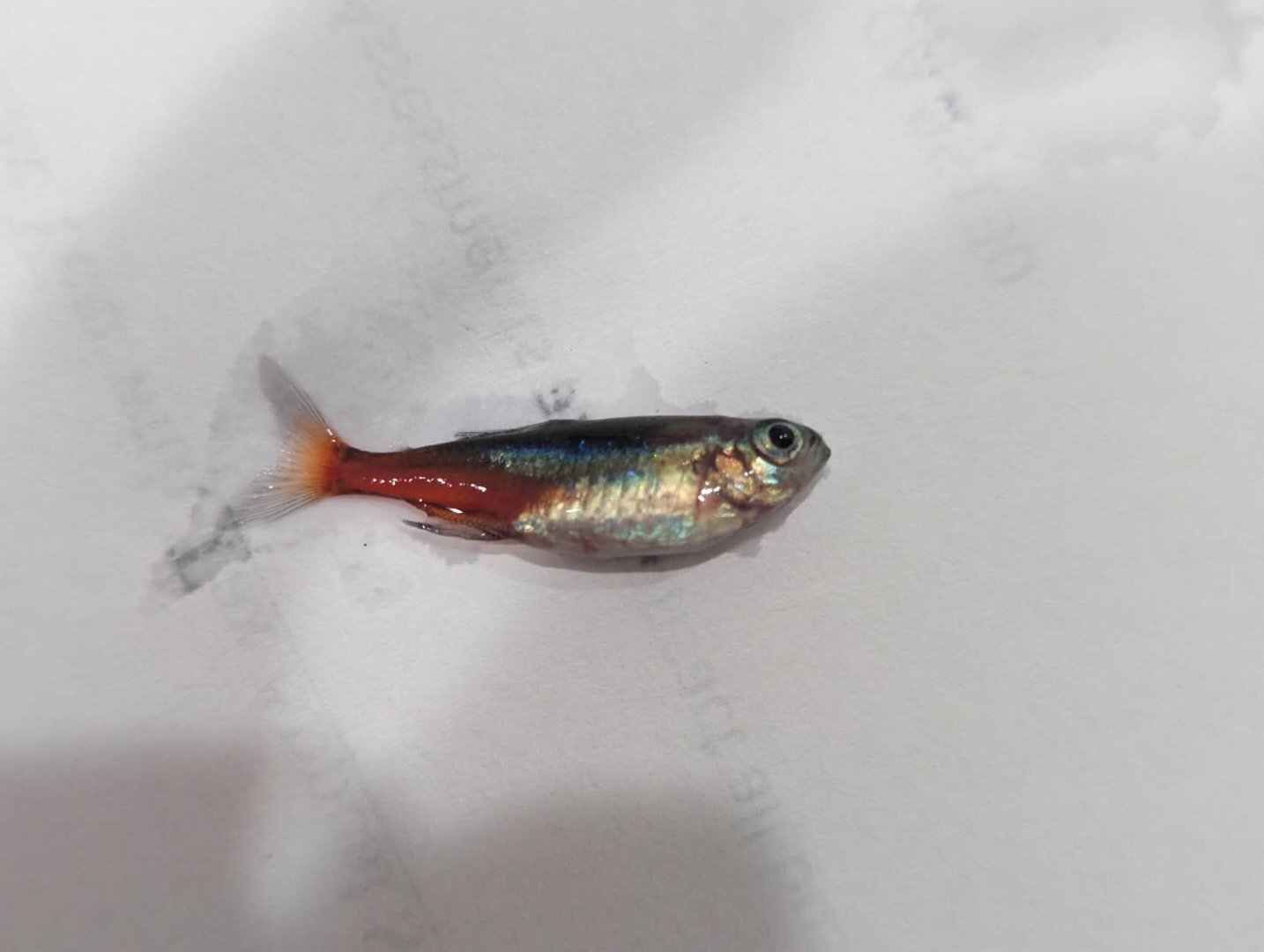 Neon tetra keeps dying one by one - Diseases - Aquarium Co-Op Forum