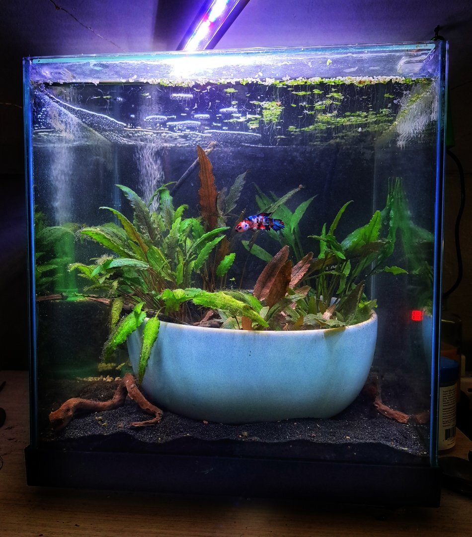 Wasting Disease/Fish Tuberculosis - General Chat - Aquarium Co-Op Forum