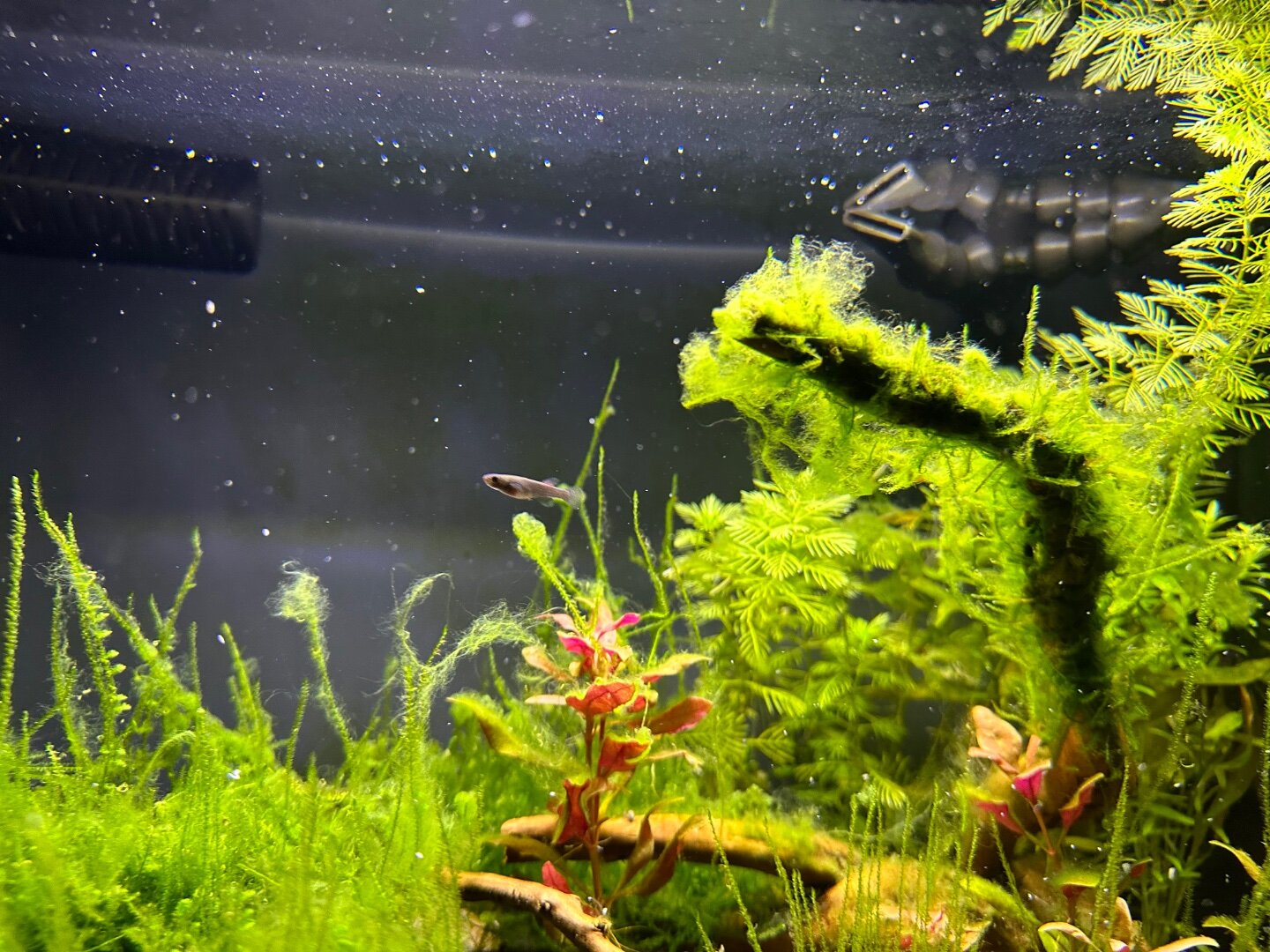 Breeding Aphyosemion Striatum “Red Striped Killifish” - Fish Breeding ...