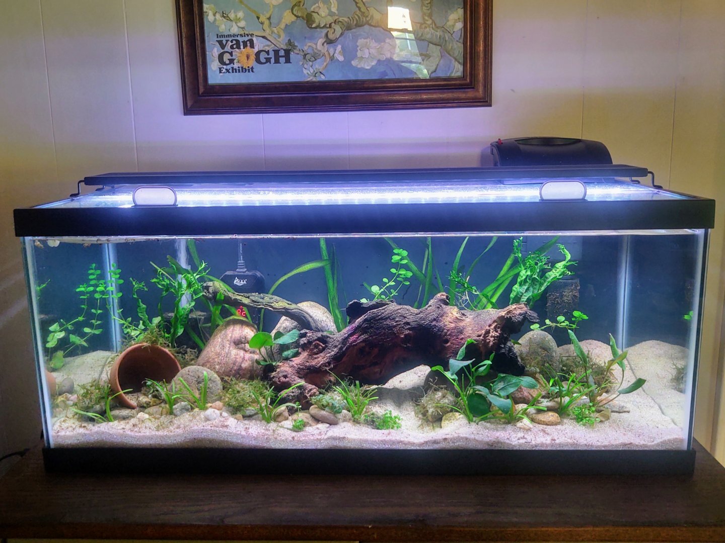 My First Community Tank - Photos, Videos & Journals - Aquarium Co-Op Forum
