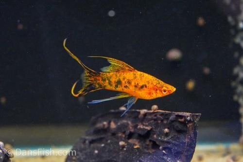 Swordtails… - Fish Breeding - Aquarium Co-Op Forum