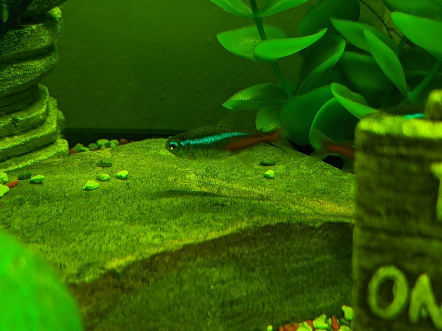 Help with dying neon tetra and possible sickness in remaining neon ...
