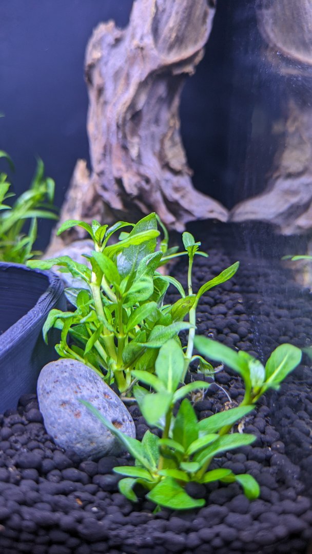 Desk Tank Setup - Photos, Videos & Journals - Aquarium Co-Op Forum