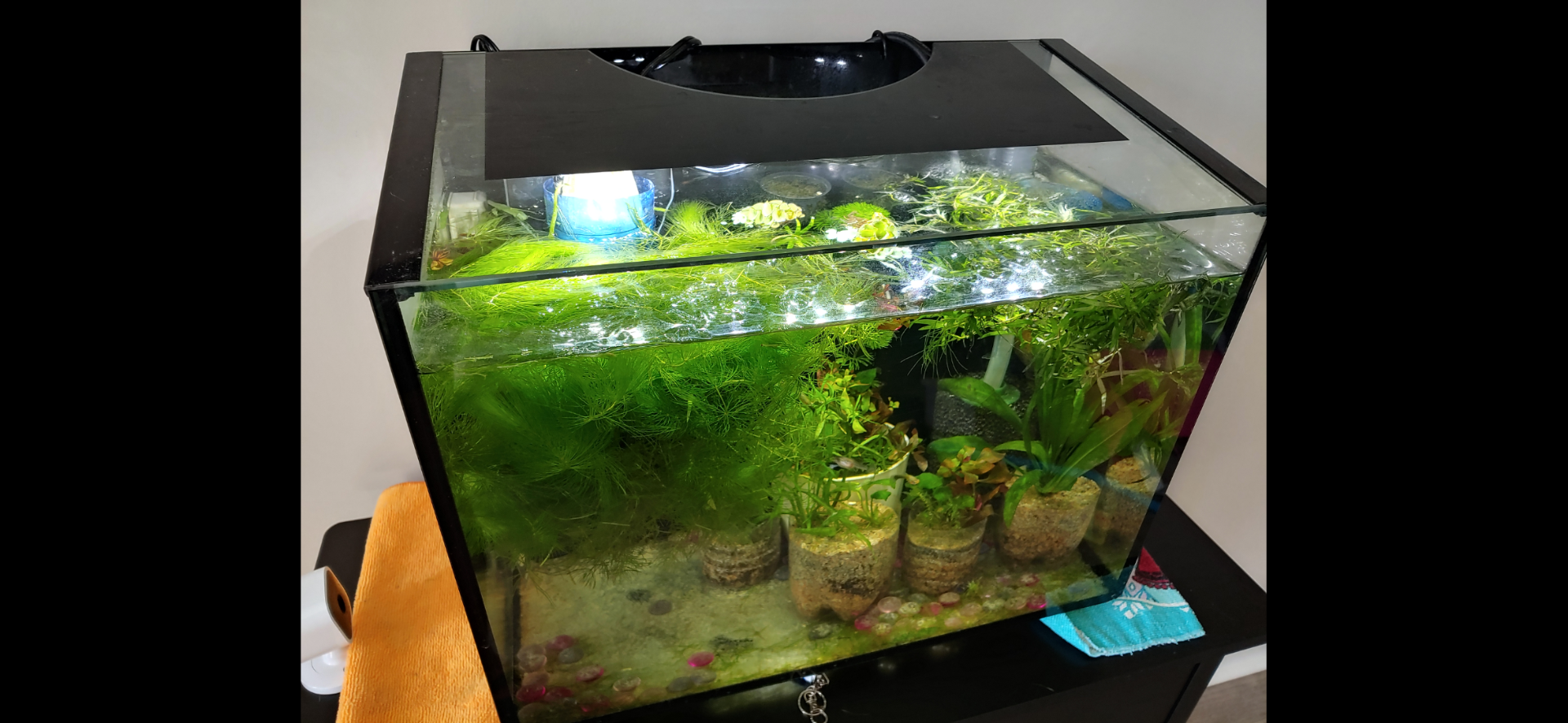 Aqueon Ascent 10 gallon specs for built-in hood light? - Plants, Algae ...
