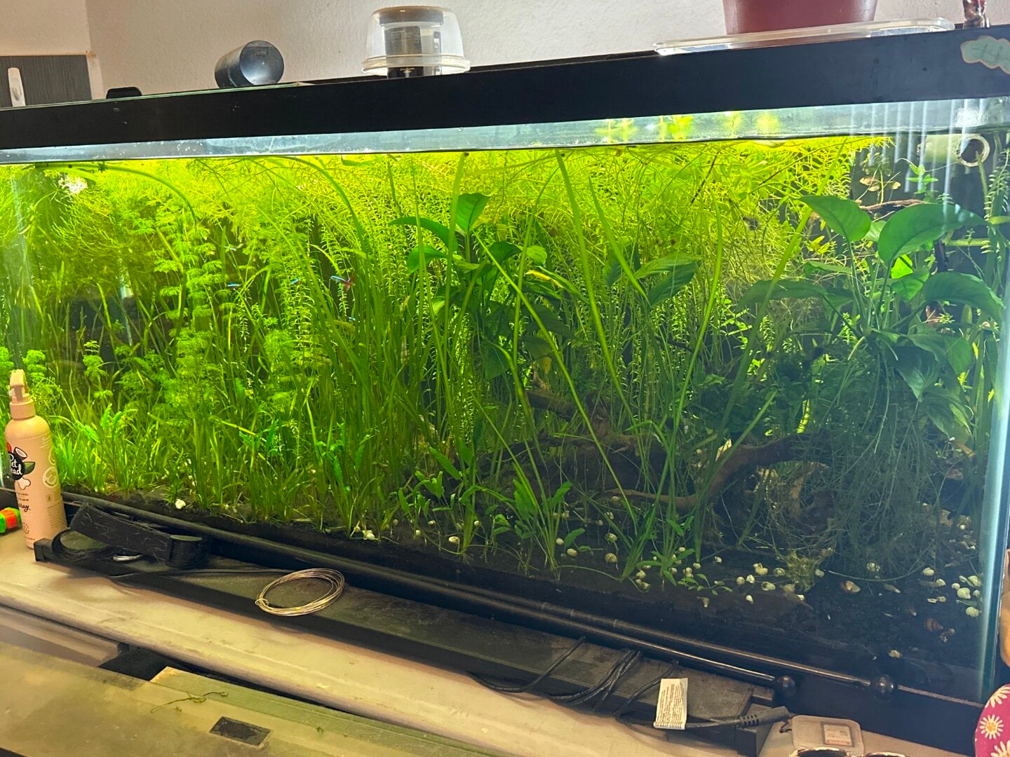 Is my fish okay? - Photos, Videos & Journals - Aquarium Co-Op Forum