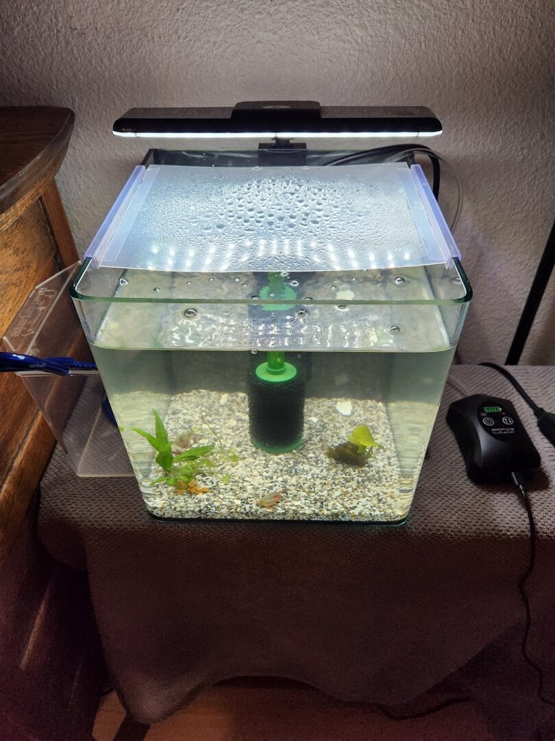 Nano Tank (FILTERLESS!!) - General Chat - Aquarium Co-Op Forum