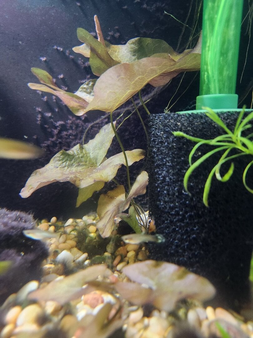 Nano Tank (FILTERLESS!!) - General Chat - Aquarium Co-Op Forum