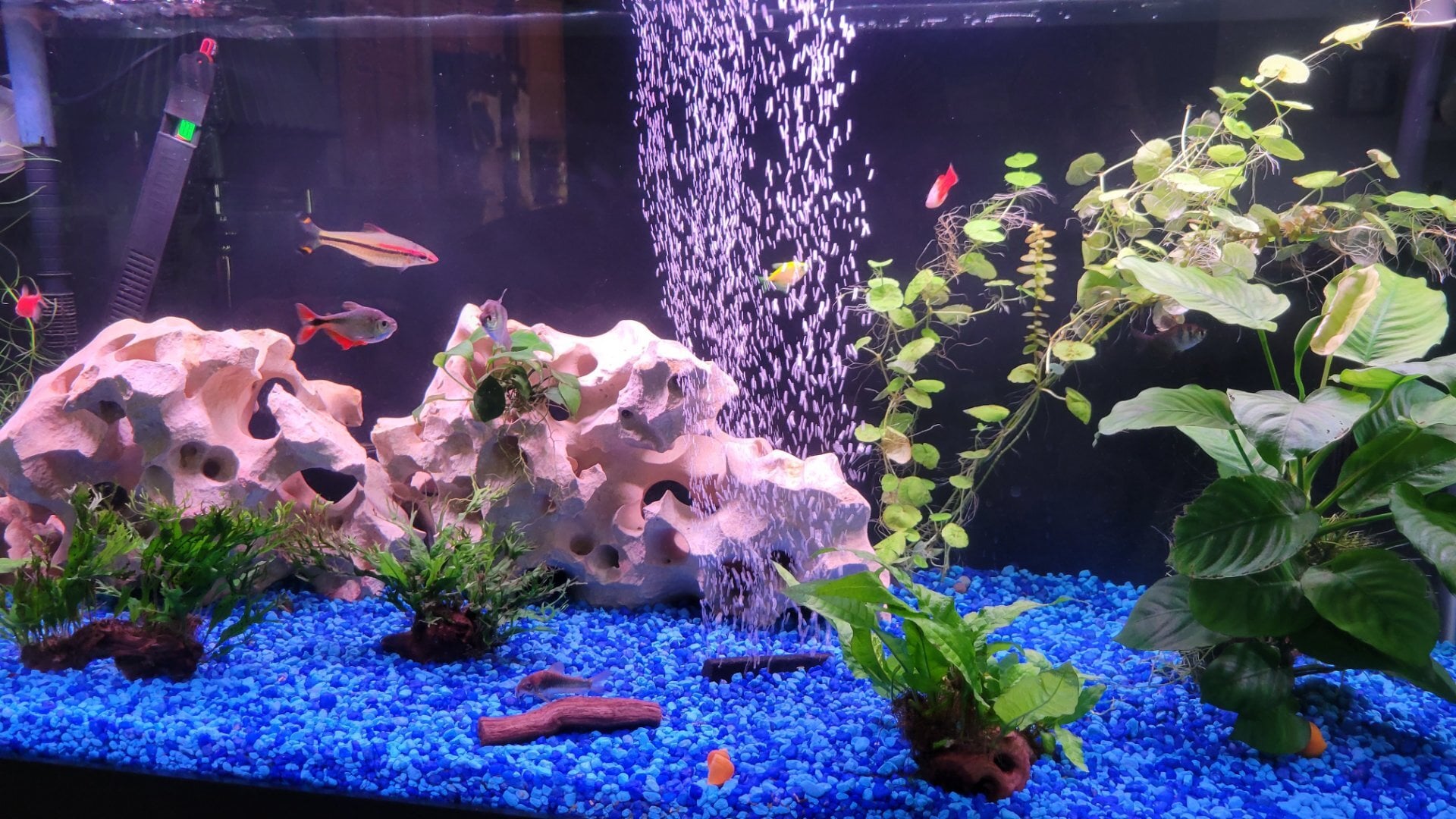 High fish/ low plant load - Plants, Algae, and Fertilizers - Aquarium ...