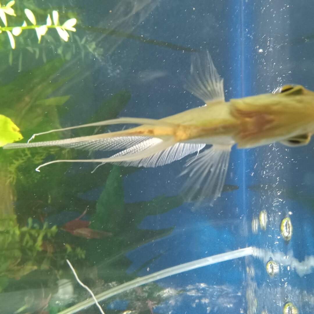 Fin split with one white spot - Diseases - Aquarium Co-Op Forum