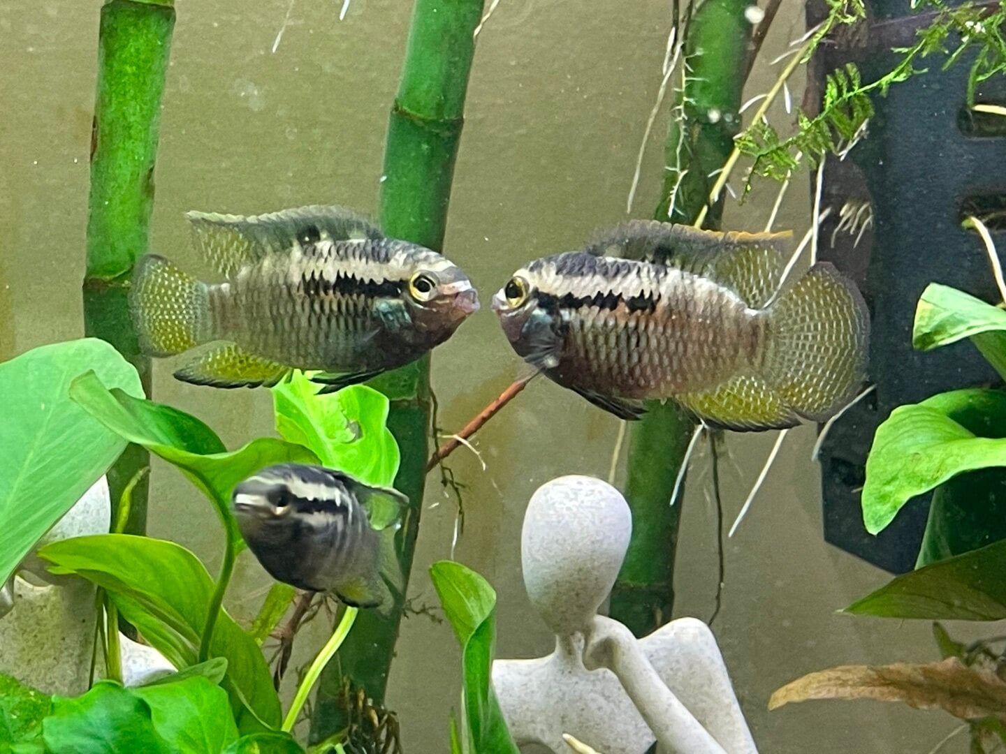 Laetacara dorsigera Red breast acara - Photos, Videos & Journals ...