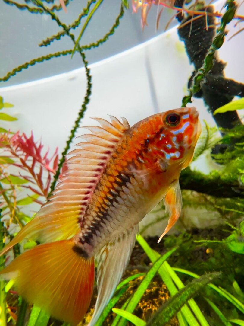 Showing off my breeding pair of apistos - Photos, Videos & Journals ...