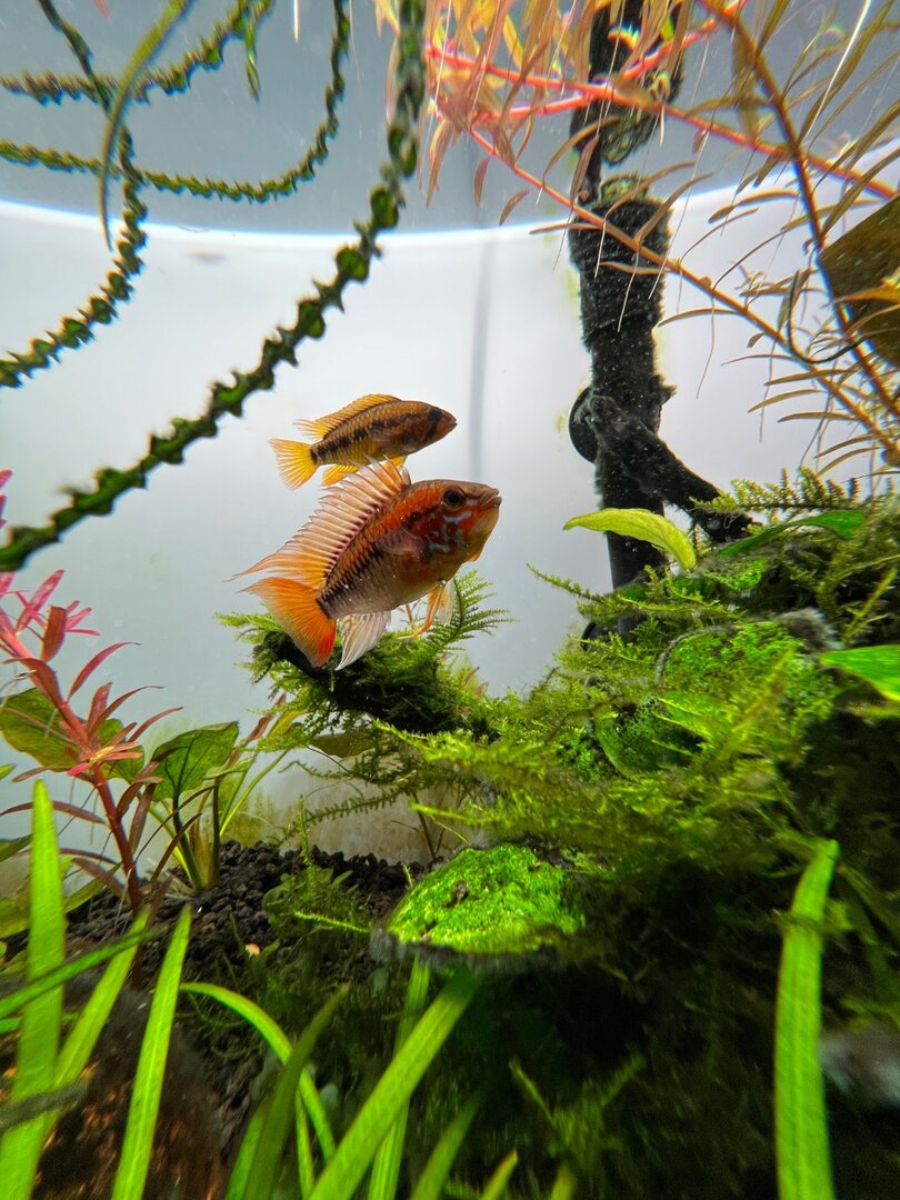 Showing off my breeding pair of apistos - Photos, Videos & Journals ...