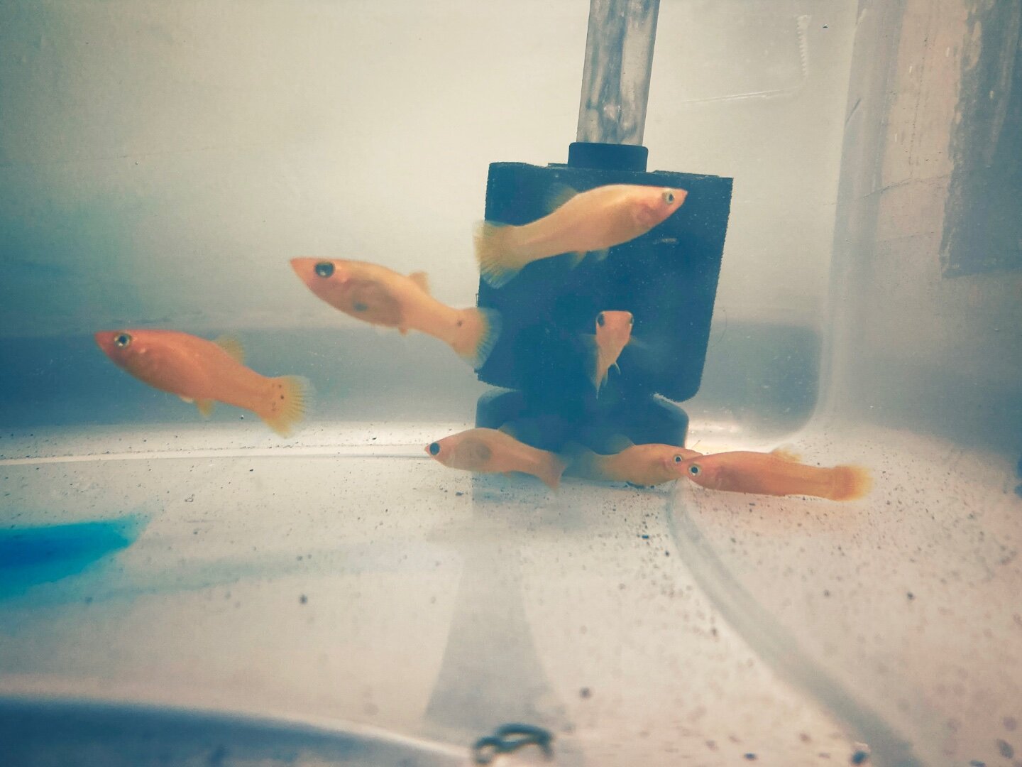 Livebearers are cool! (40 breeder journal) - Photos, Videos & Journals ...