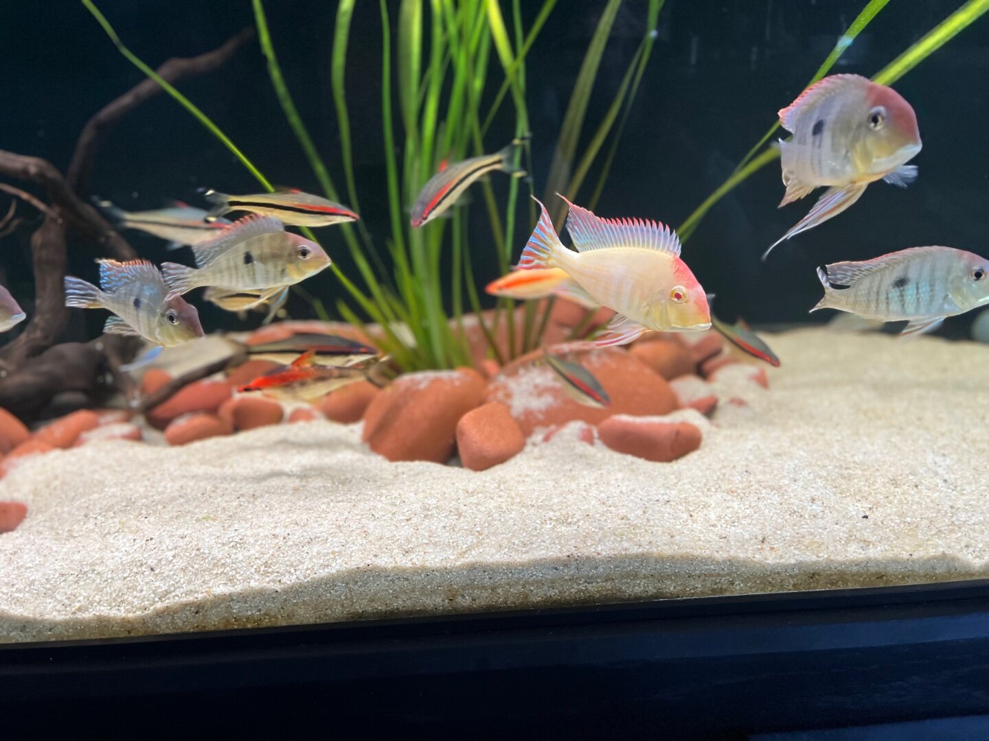 Why Geophagus Red Head Tapajos are expensive? - General Chat - Aquarium ...