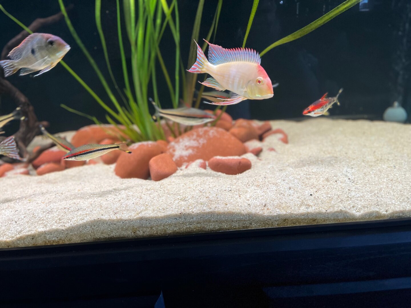 Why Geophagus Red Head Tapajos are expensive? - General Chat - Aquarium ...