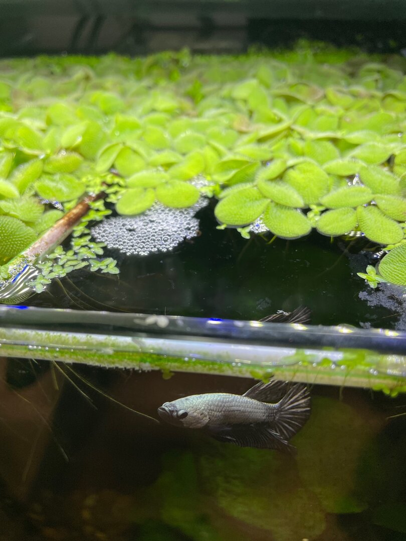 Beginner Fish Keeper Here - General Chat - Aquarium Co-Op Forum