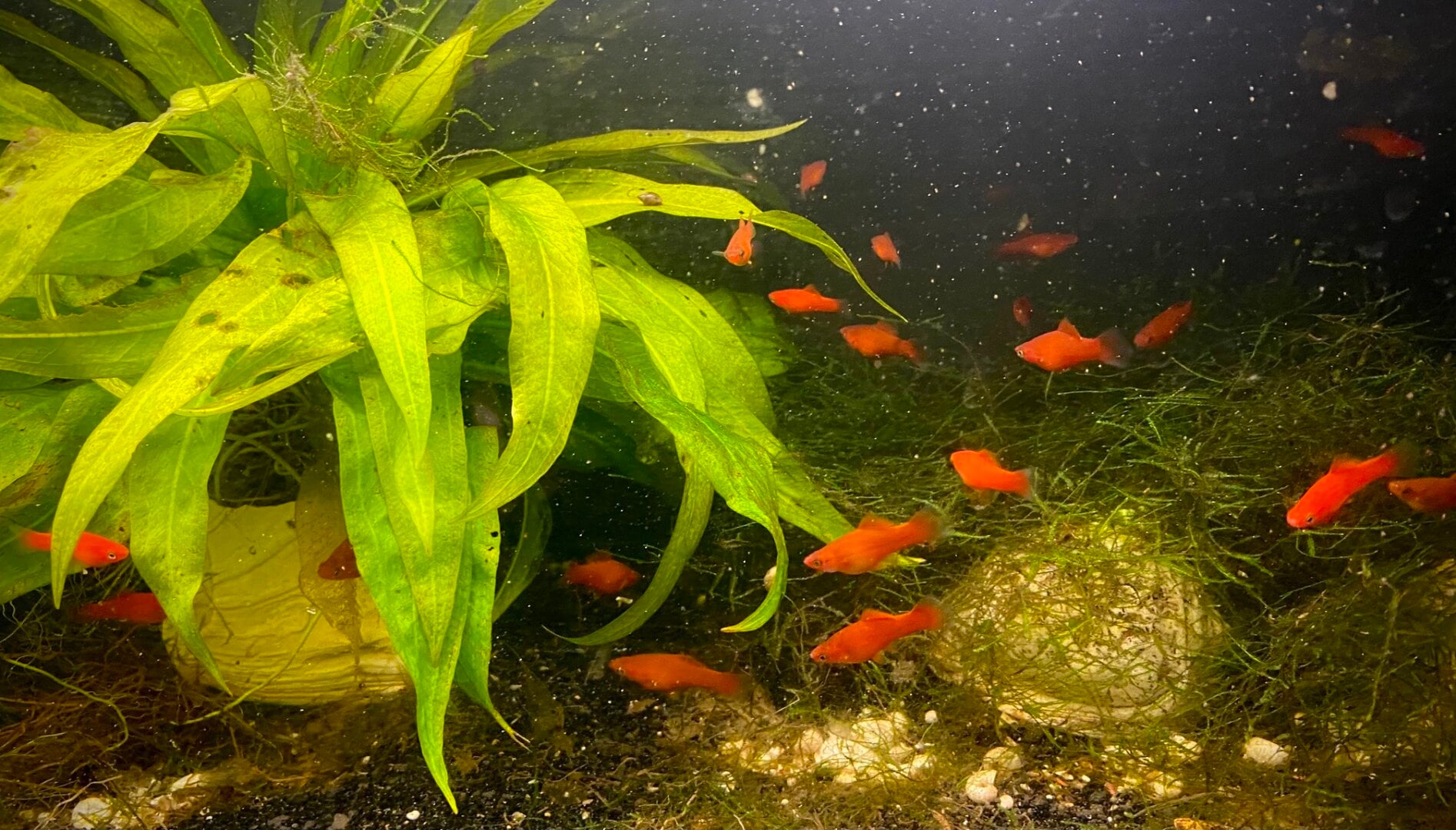 Livebearers - Photos, Videos & Journals - Aquarium Co-Op Forum