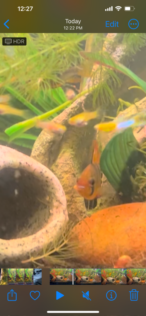German blue ram with lump on her cheek - Diseases - Aquarium Co-Op Forum
