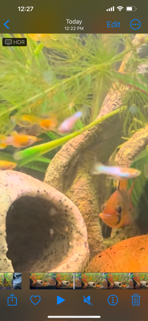 German blue ram with lump on her cheek - Diseases - Aquarium Co-Op Forum