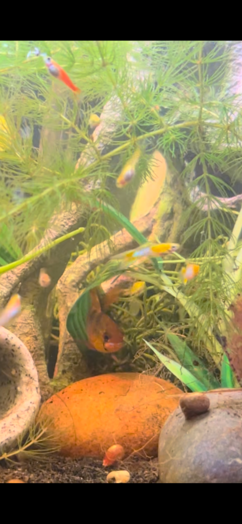 German blue ram with lump on her cheek - Diseases - Aquarium Co-Op Forum