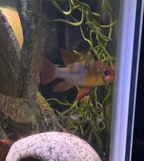 German blue ram with lump on her cheek - Diseases - Aquarium Co-Op Forum