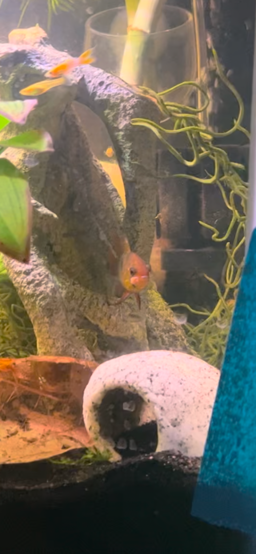 German blue ram with lump on her cheek - Diseases - Aquarium Co-Op Forum
