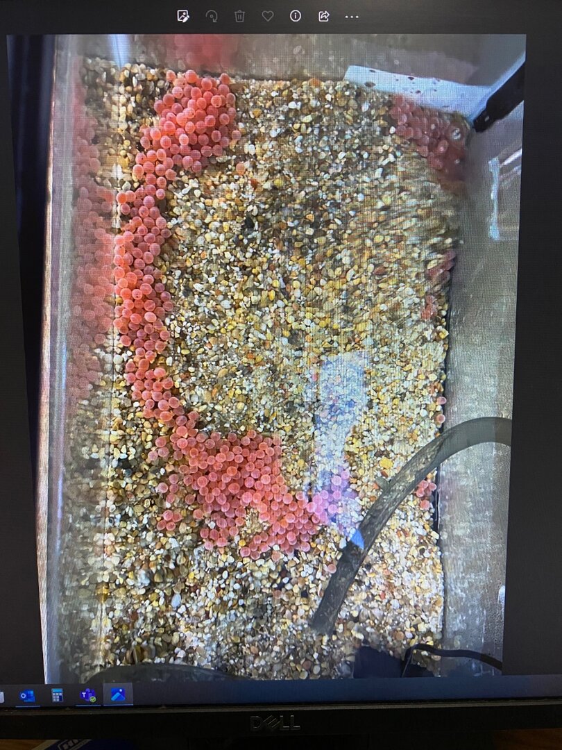 Salmon egg hatching - General Chat - Aquarium Co-Op Forum