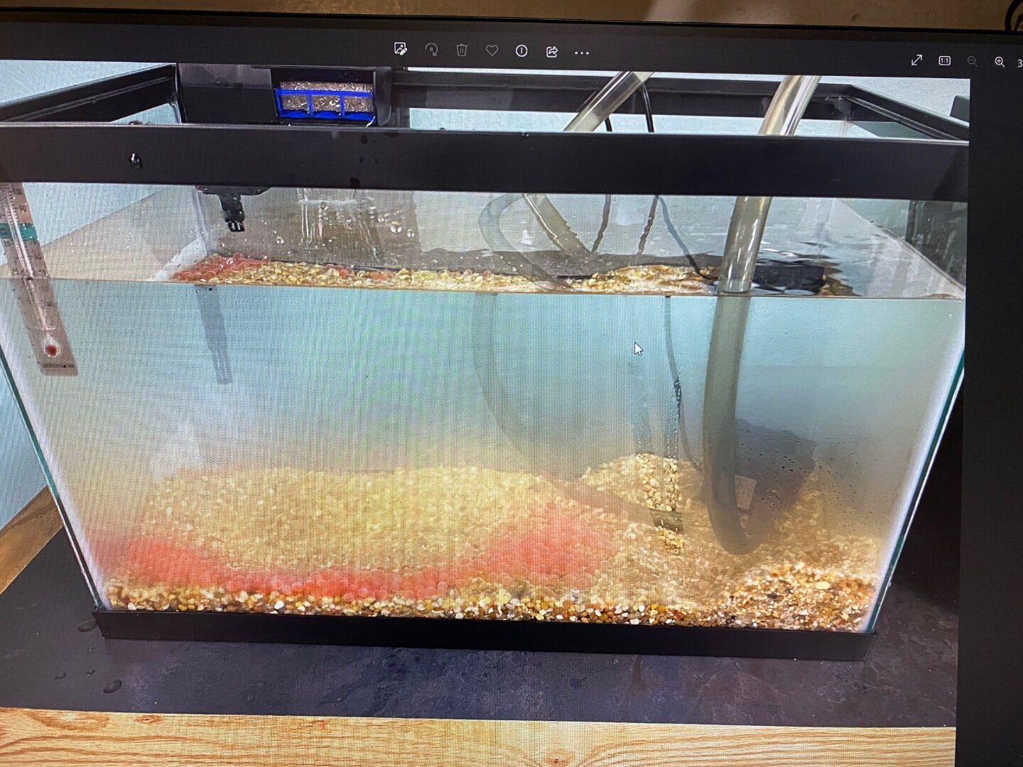 Salmon egg hatching - General Chat - Aquarium Co-Op Forum