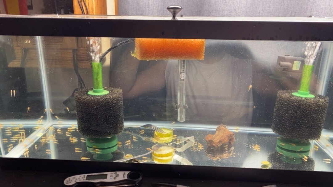 Show us your fry 🙏 - Page 2 - General Chat - Aquarium Co-Op Forum