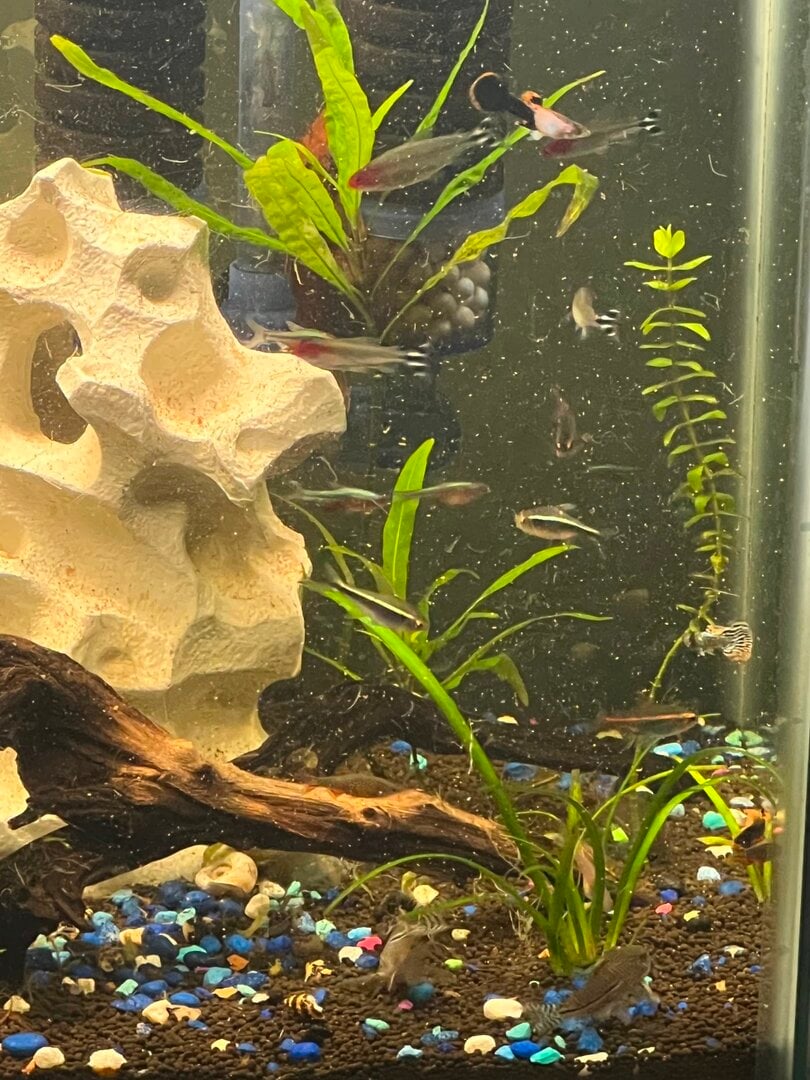 Best plants for Community Tank - General Chat - Aquarium Co-Op Forum