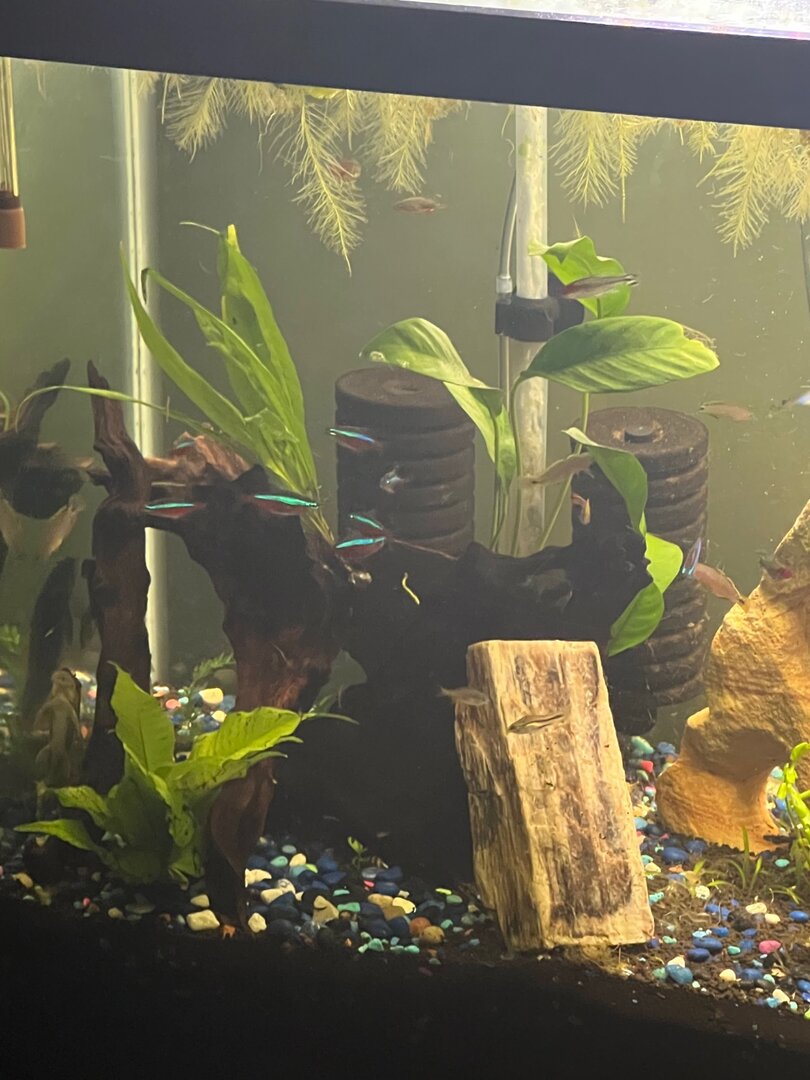 Best plants for Community Tank - General Chat - Aquarium Co-Op Forum