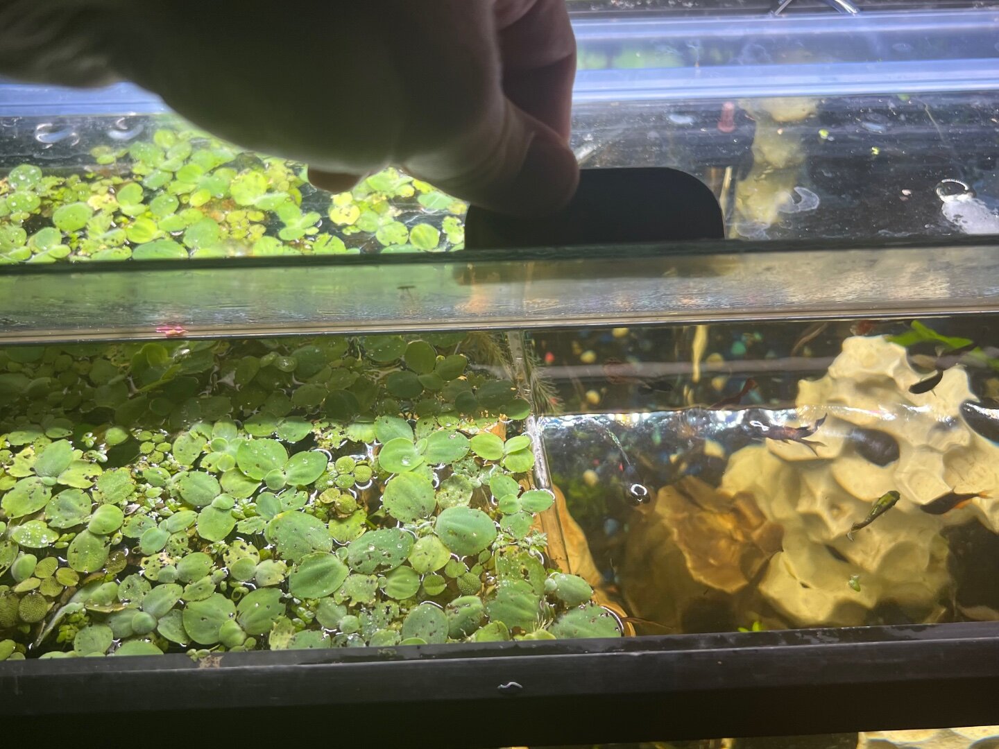 Best plants for Community Tank - General Chat - Aquarium Co-Op Forum