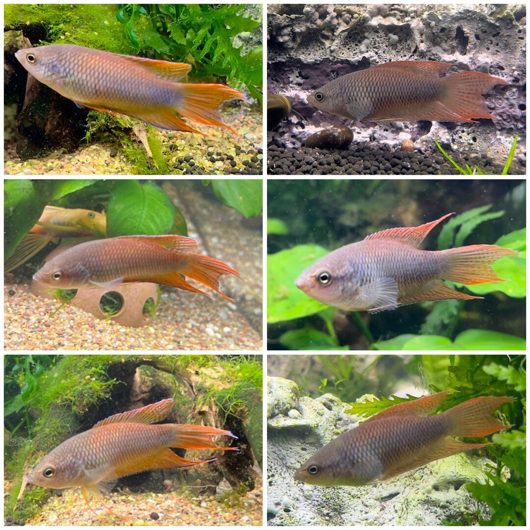Sexing the Zhaoquing Paradise Fish - Fish Breeding - Aquarium Co-Op Forum