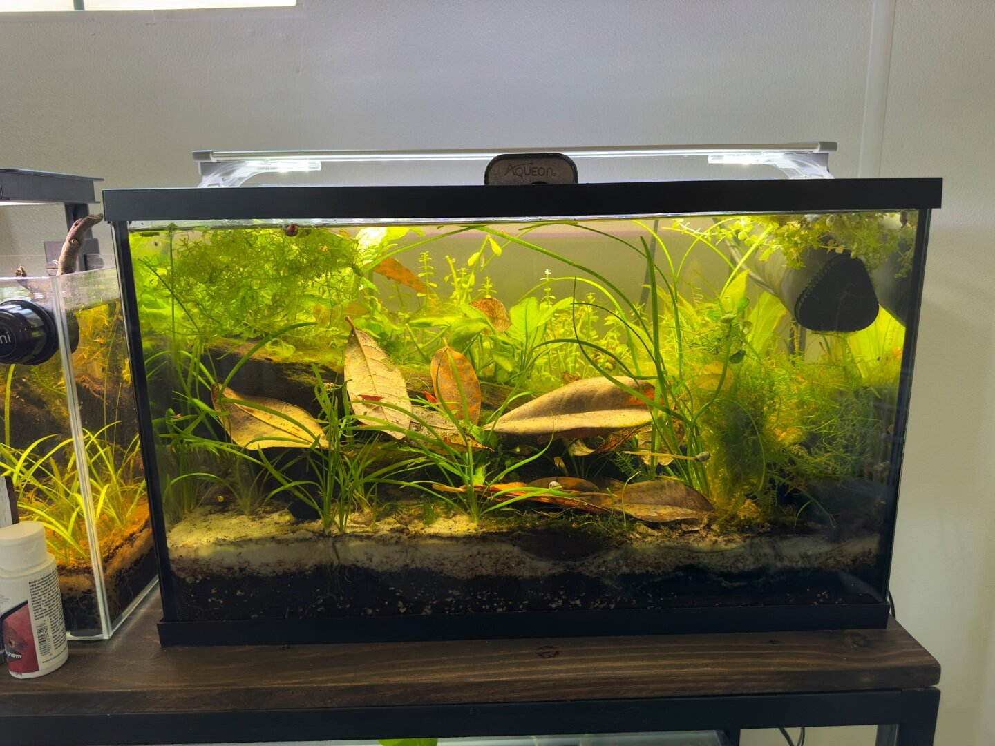 Finally got some Kuhli loaches! - Photos, Videos & Journals - Aquarium ...