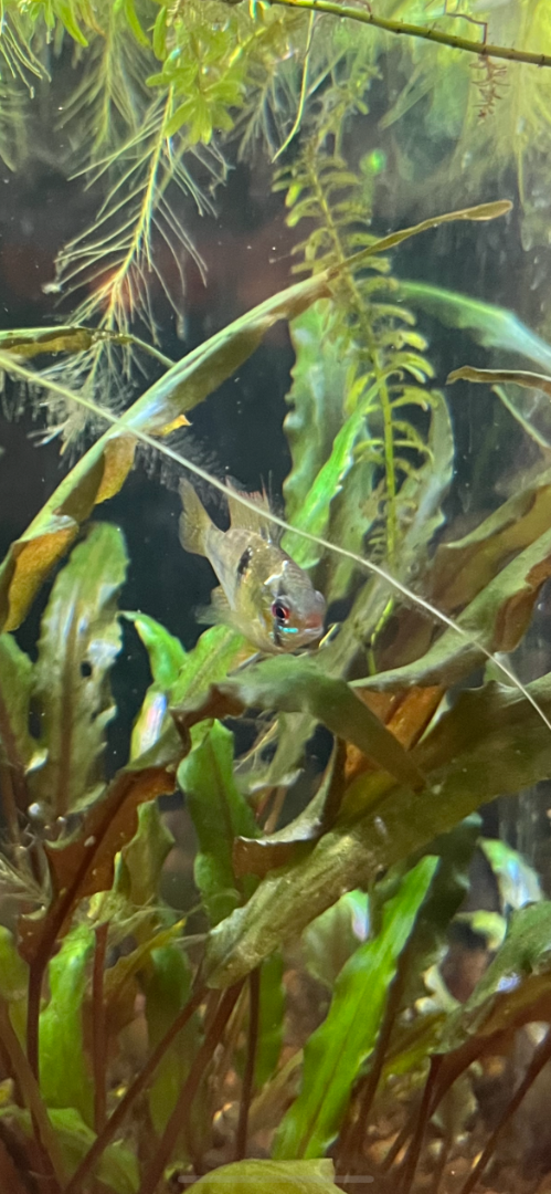 Anchor worms? - Diseases - Aquarium Co-Op Forum